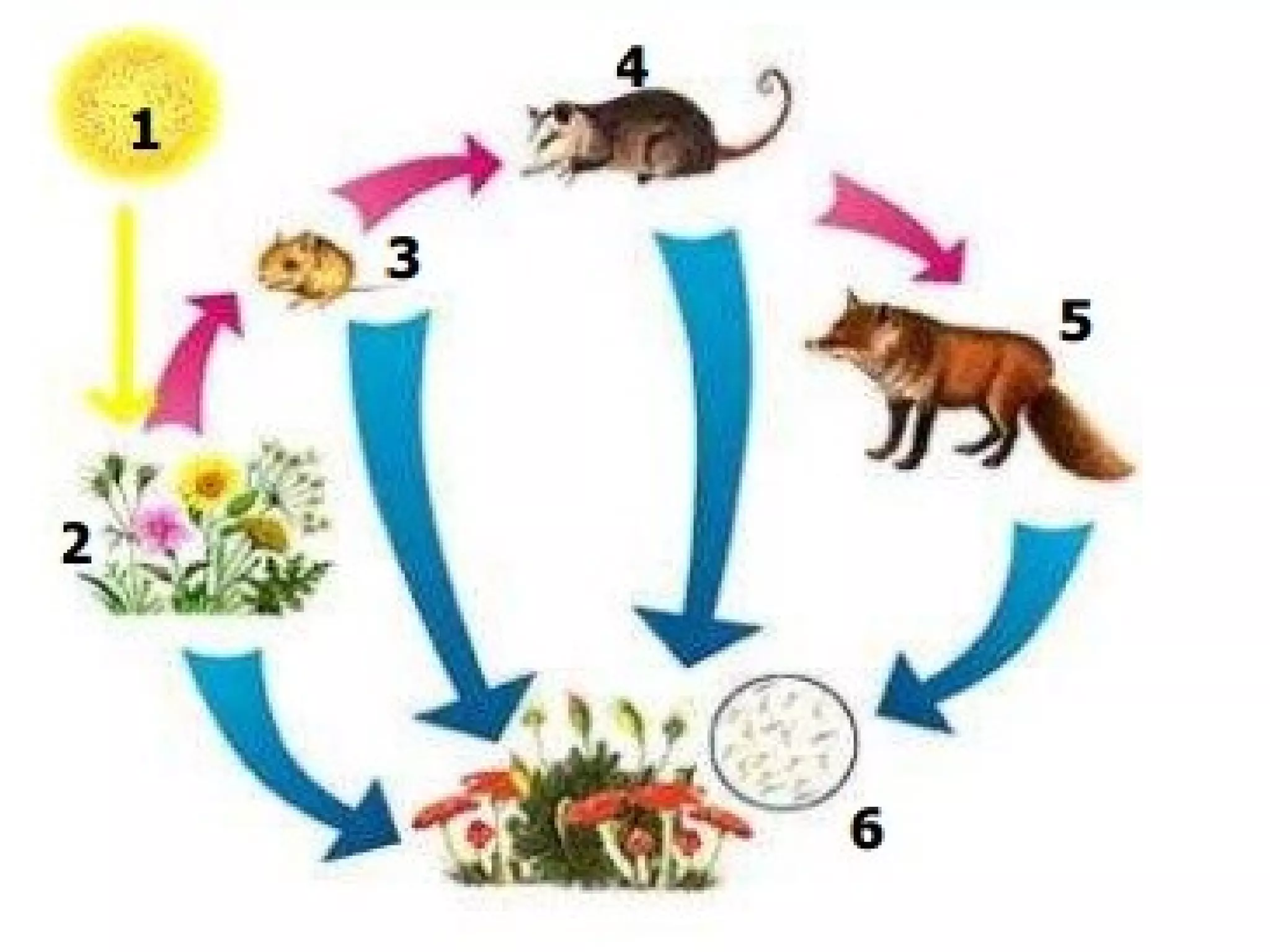 Tema 5 Elements del ecosistema | PPT
