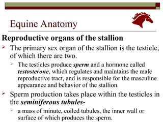 Banahjaajjajequine anatomy physiology.ppt