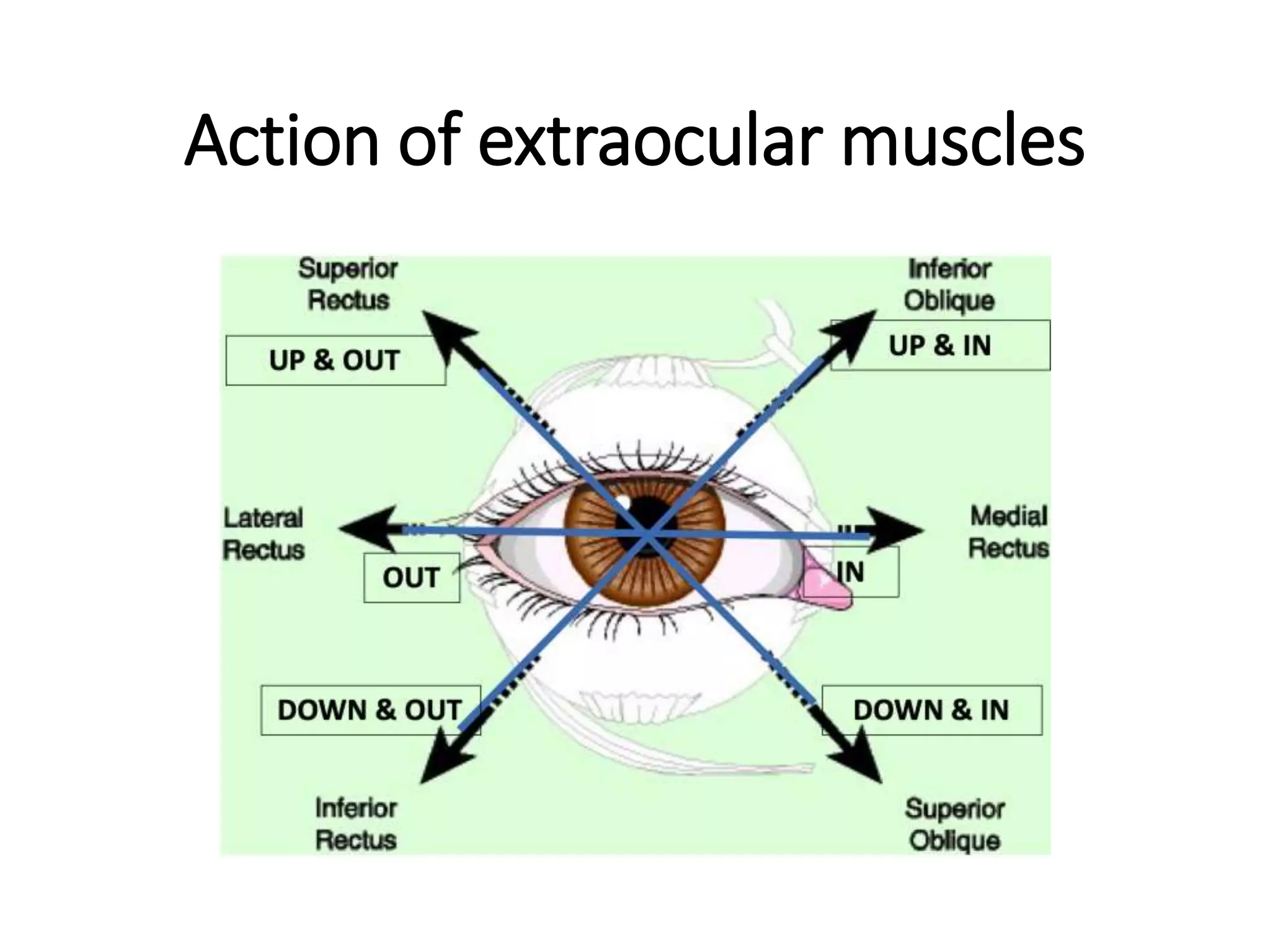 Eye Movements.pptx