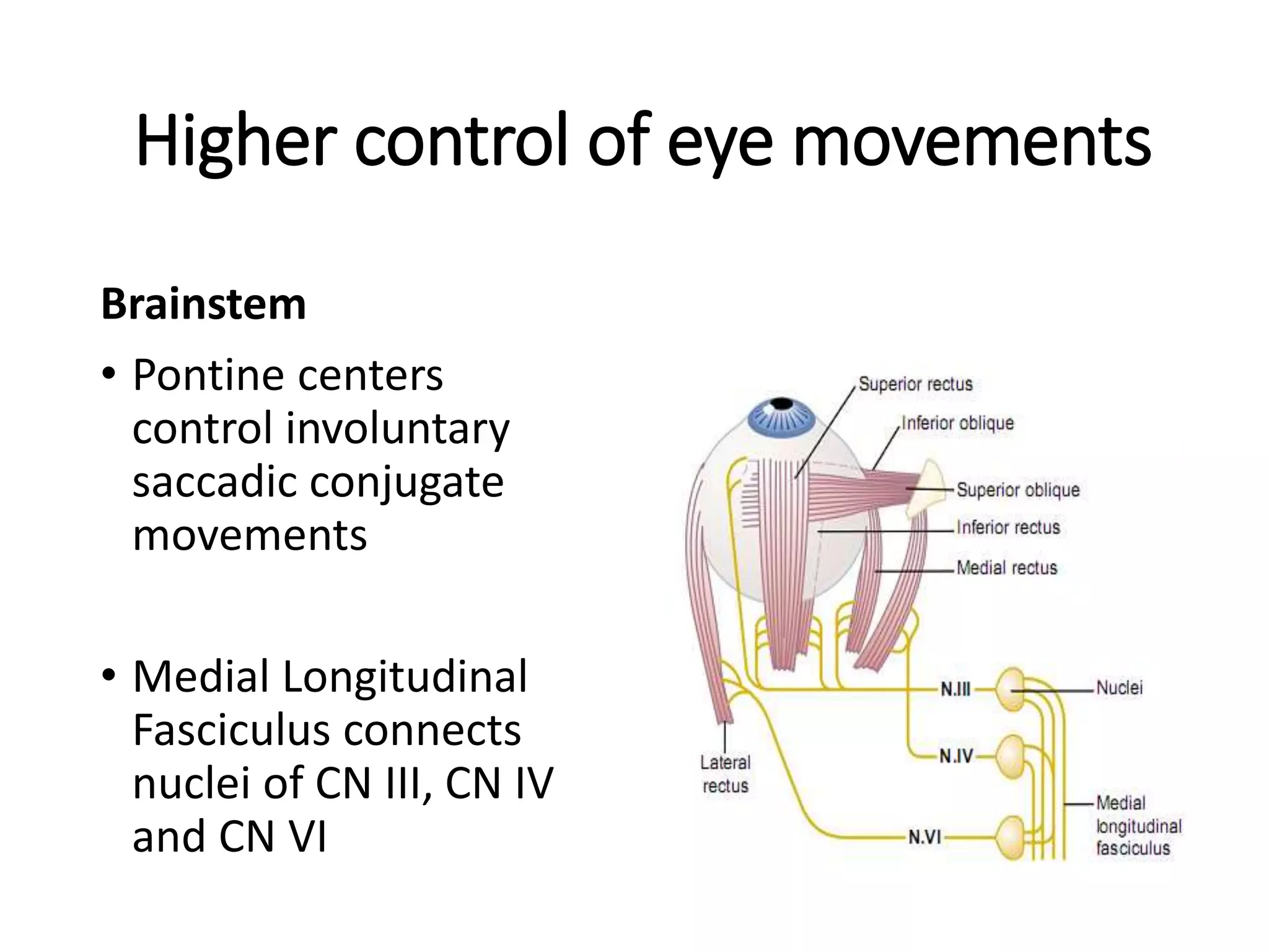 Eye Movements.pptx