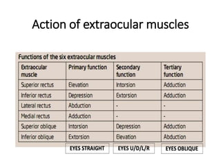 Eye Movements.pptx