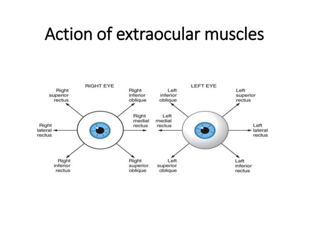 Eye Movements.pptx | Eye and Vision Conditions | Diseases and Conditions