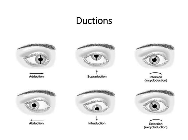 Eye Movements.pptx | Eye and Vision Conditions | Diseases and Conditions