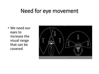 Eye Movements.pptx
