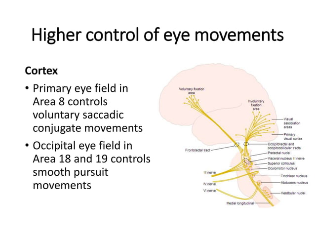 Eye Movements.pptx | Eye and Vision Conditions | Diseases and Conditions