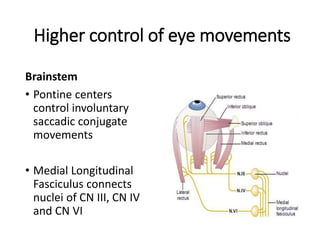 Eye Movements.pptx
