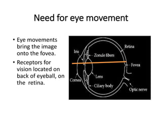 Eye Movements.pptx