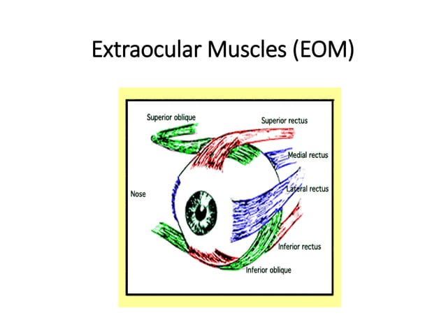 Eye Movements.pptx | Eye and Vision Conditions | Diseases and Conditions