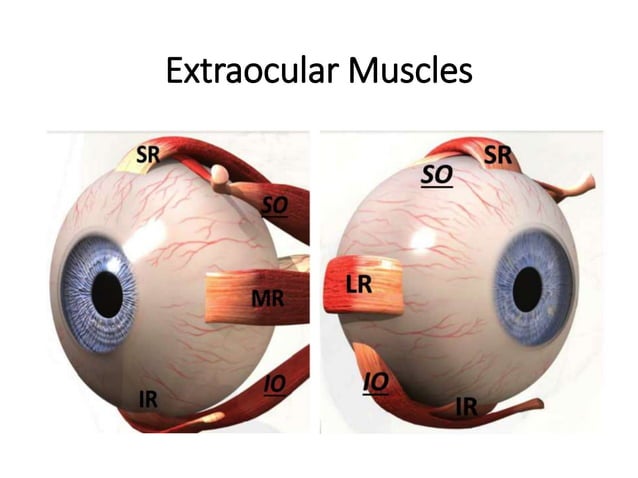 Eye Movements.pptx | Eye and Vision Conditions | Diseases and Conditions