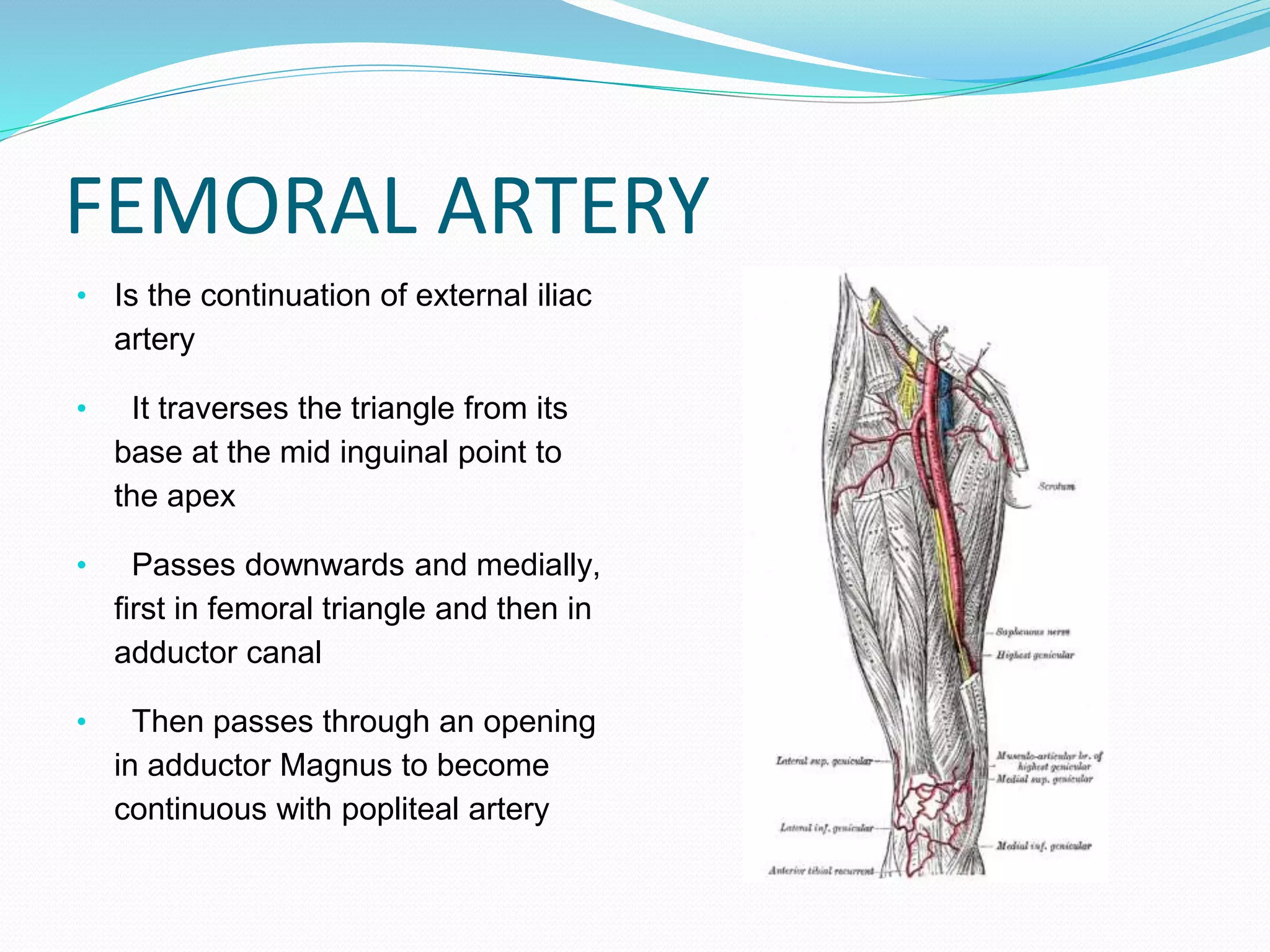 05 FEMORAL-TRIANGLE.pptx