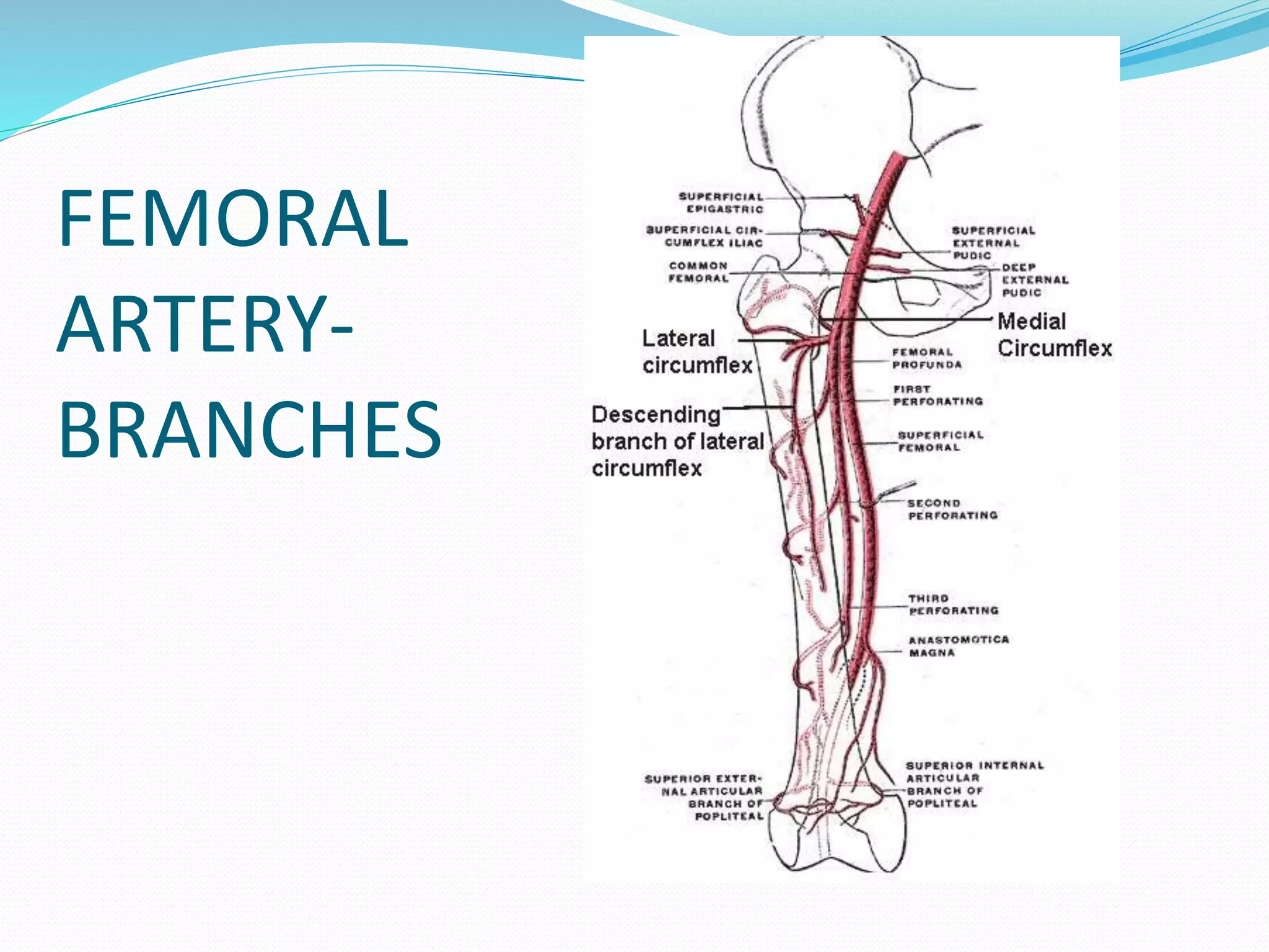 05 FEMORAL-TRIANGLE.pptx