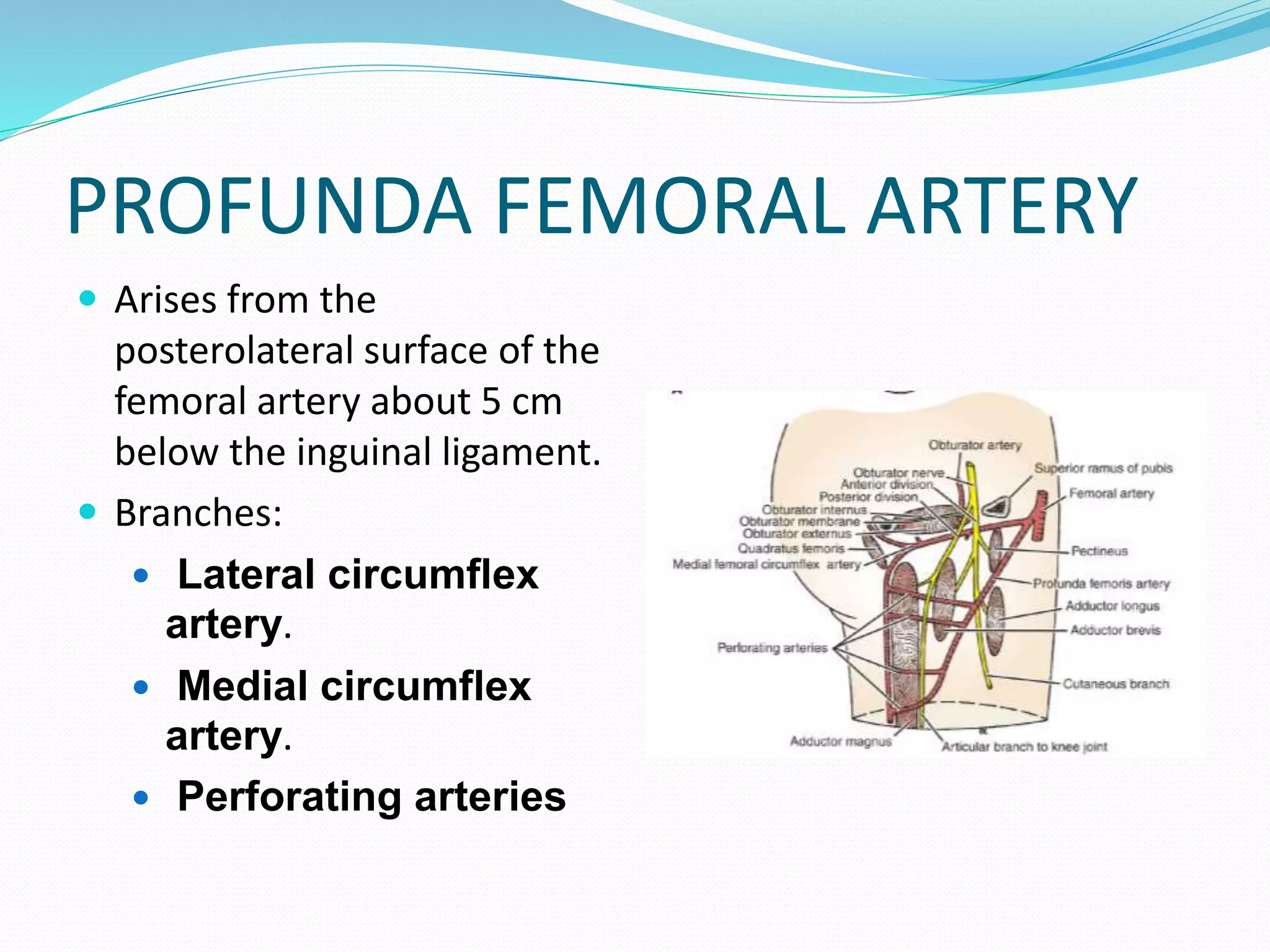 05 FEMORAL-TRIANGLE.pptx