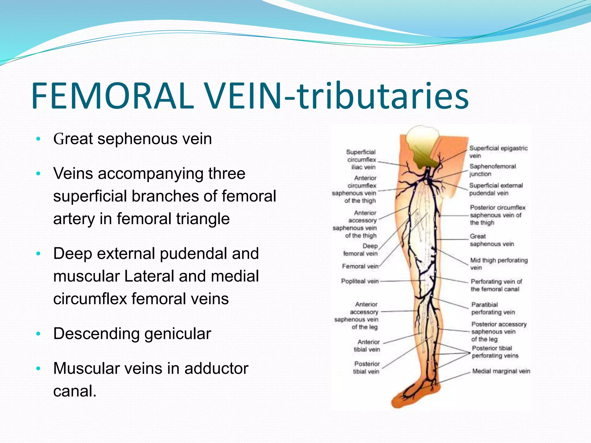 05 FEMORAL-TRIANGLE.pptx