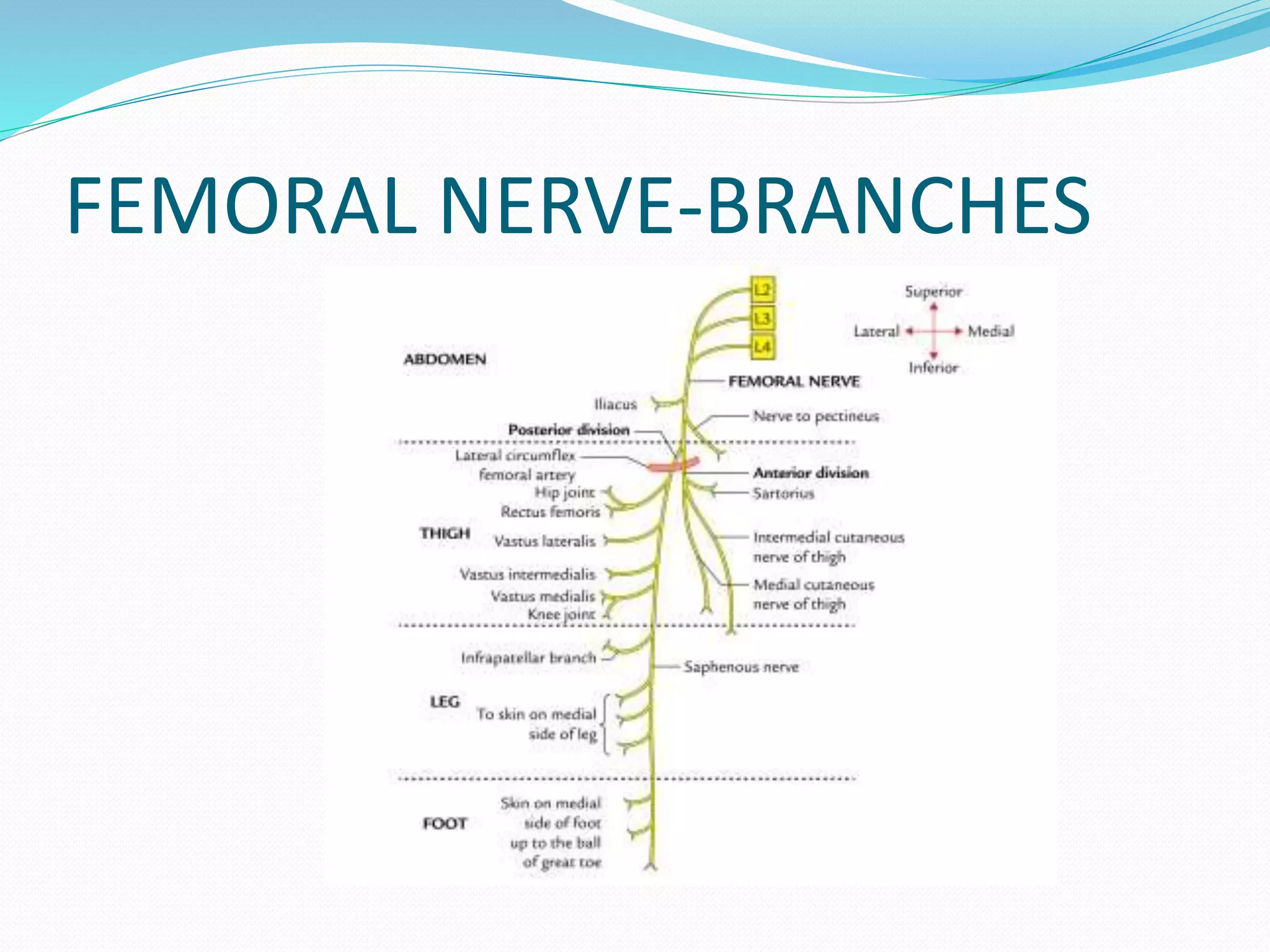05 FEMORAL-TRIANGLE.pptx