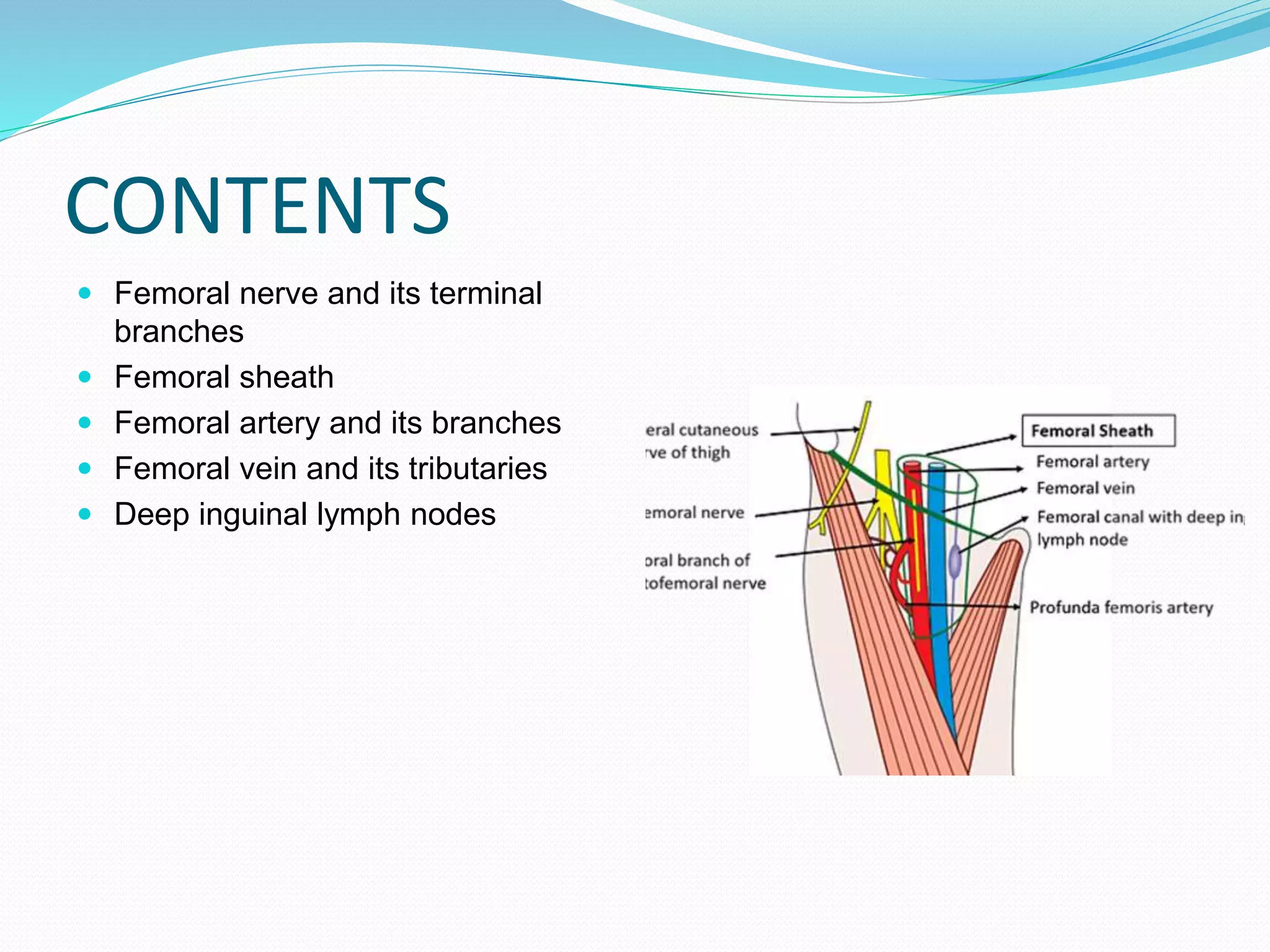 05 FEMORAL-TRIANGLE.pptx