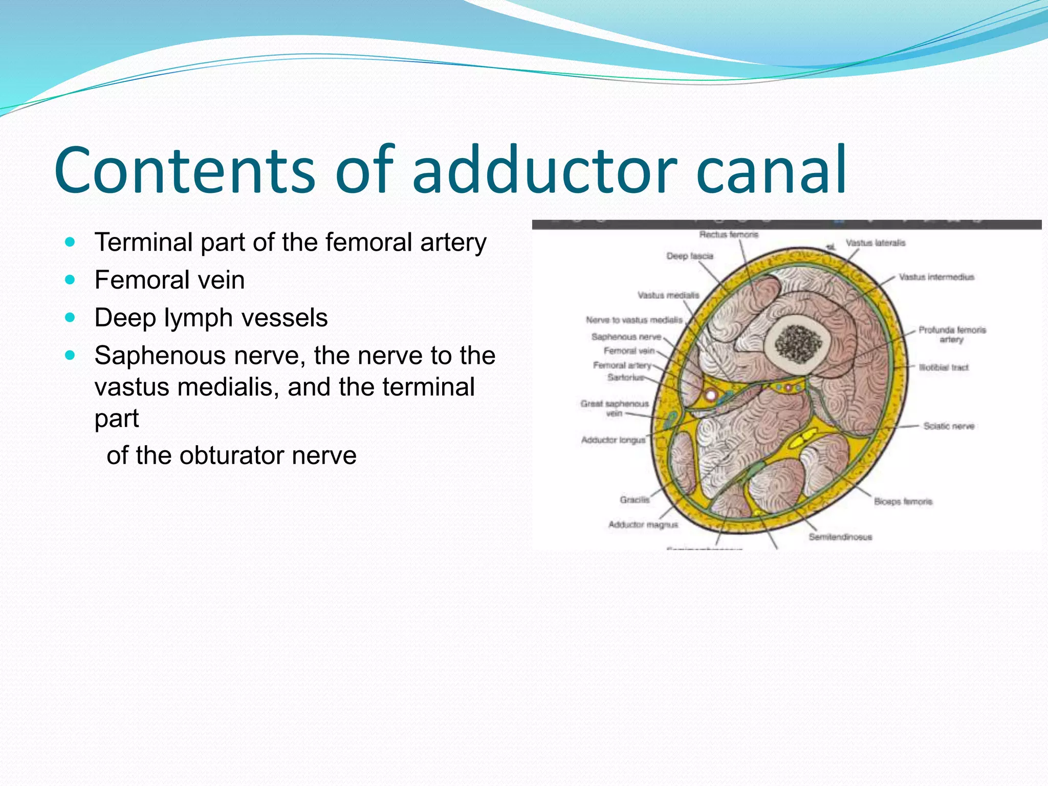05 FEMORAL-TRIANGLE.pptx