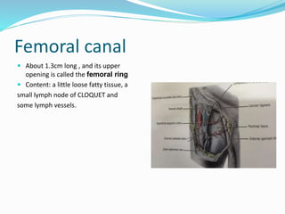 05 FEMORAL-TRIANGLE.pptx