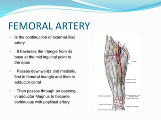 05 FEMORAL-TRIANGLE.pptx