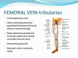 05 FEMORAL-TRIANGLE.pptx