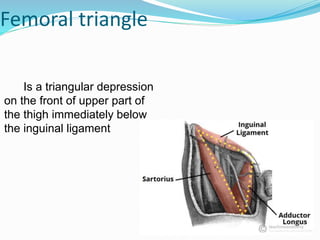 05 FEMORAL-TRIANGLE.pptx