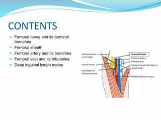 05 FEMORAL-TRIANGLE.pptx