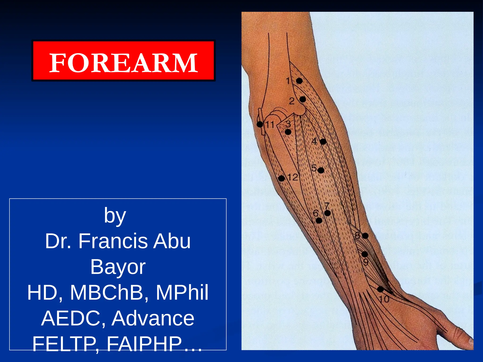 Anatomy of the forearm (Muscles, nerves, Veins and arteries) | PPTX