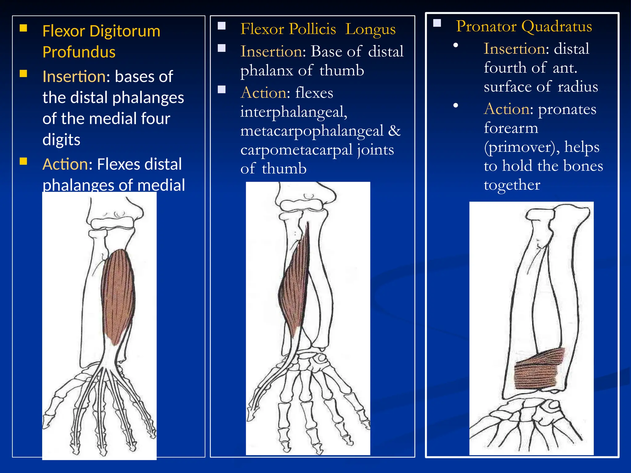 Anatomy of the forearm (Muscles, nerves, Veins and arteries) | PPTX