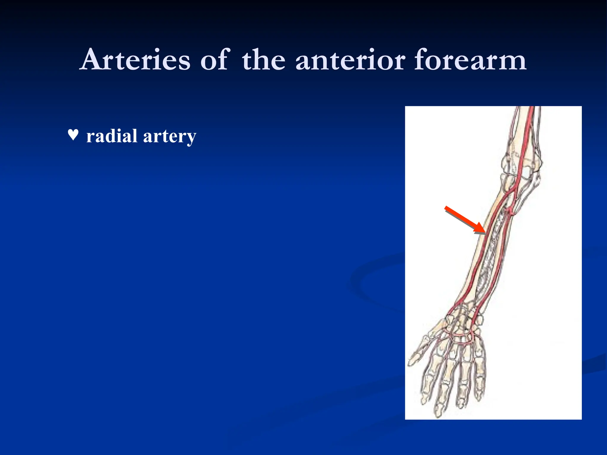Anatomy of the forearm (Muscles, nerves, Veins and arteries) | PPTX