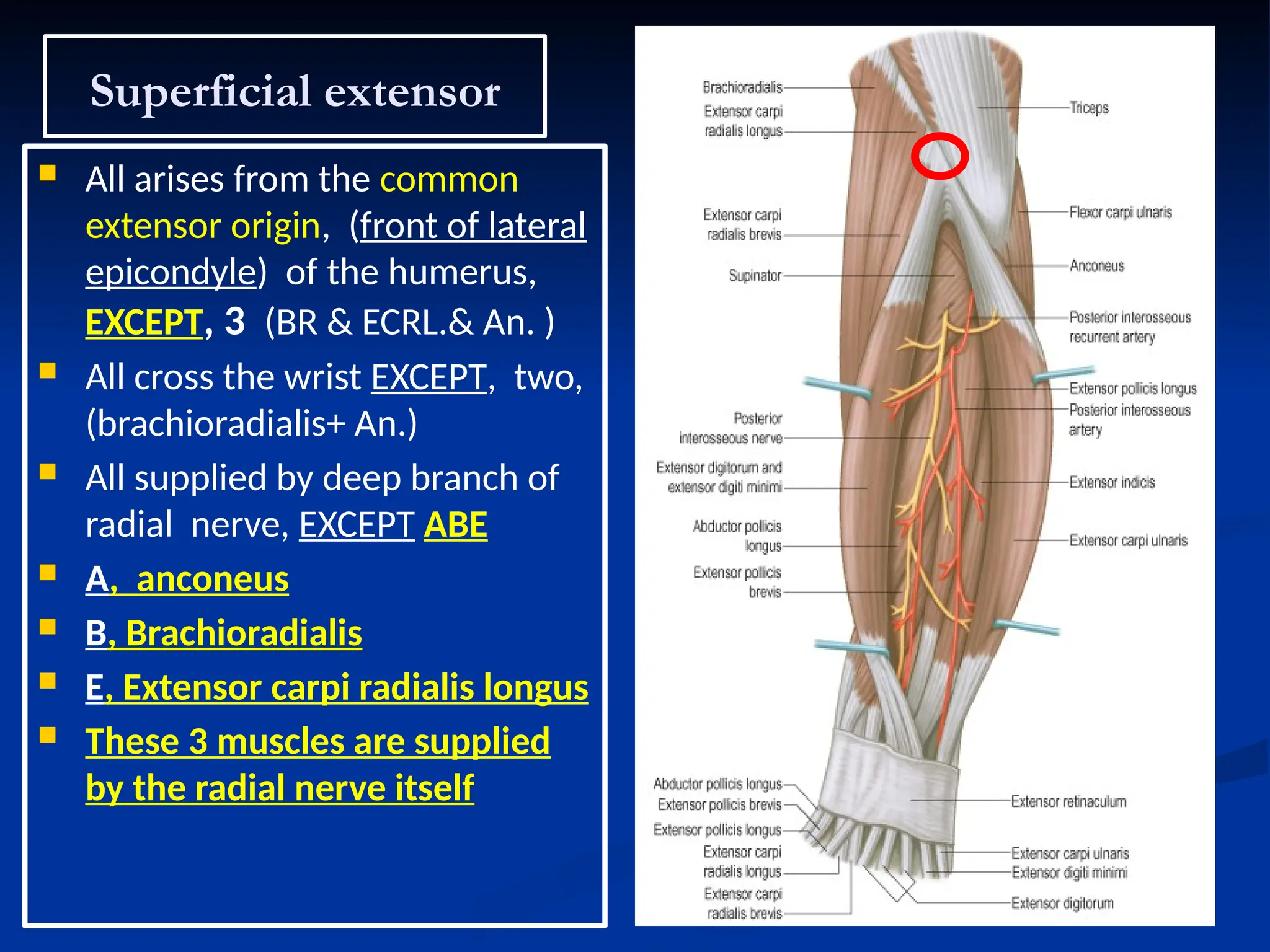 Anatomy of the forearm (Muscles, nerves, Veins and arteries) | PPTX