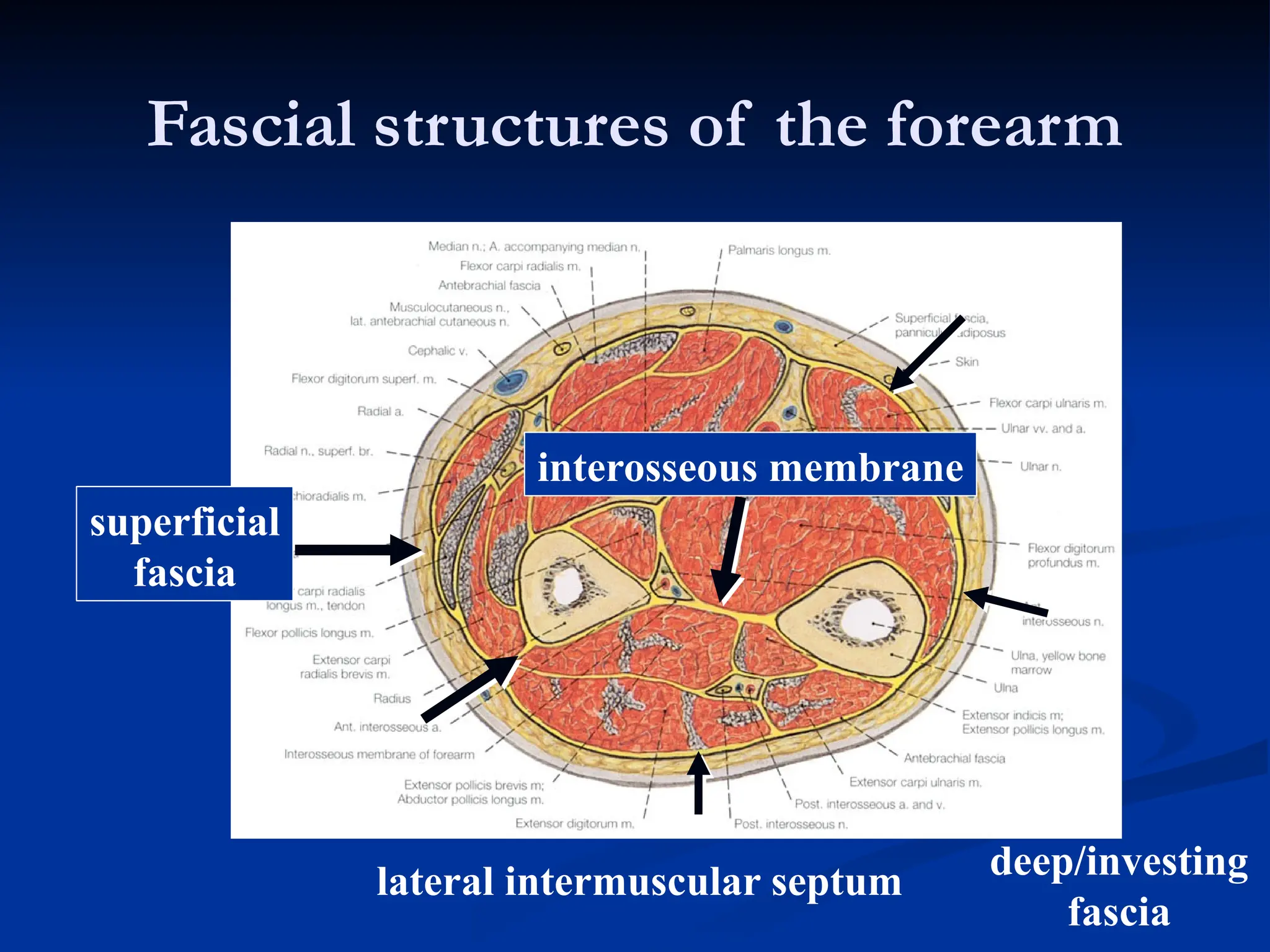 Anatomy of the forearm (Muscles, nerves, Veins and arteries) | PPTX