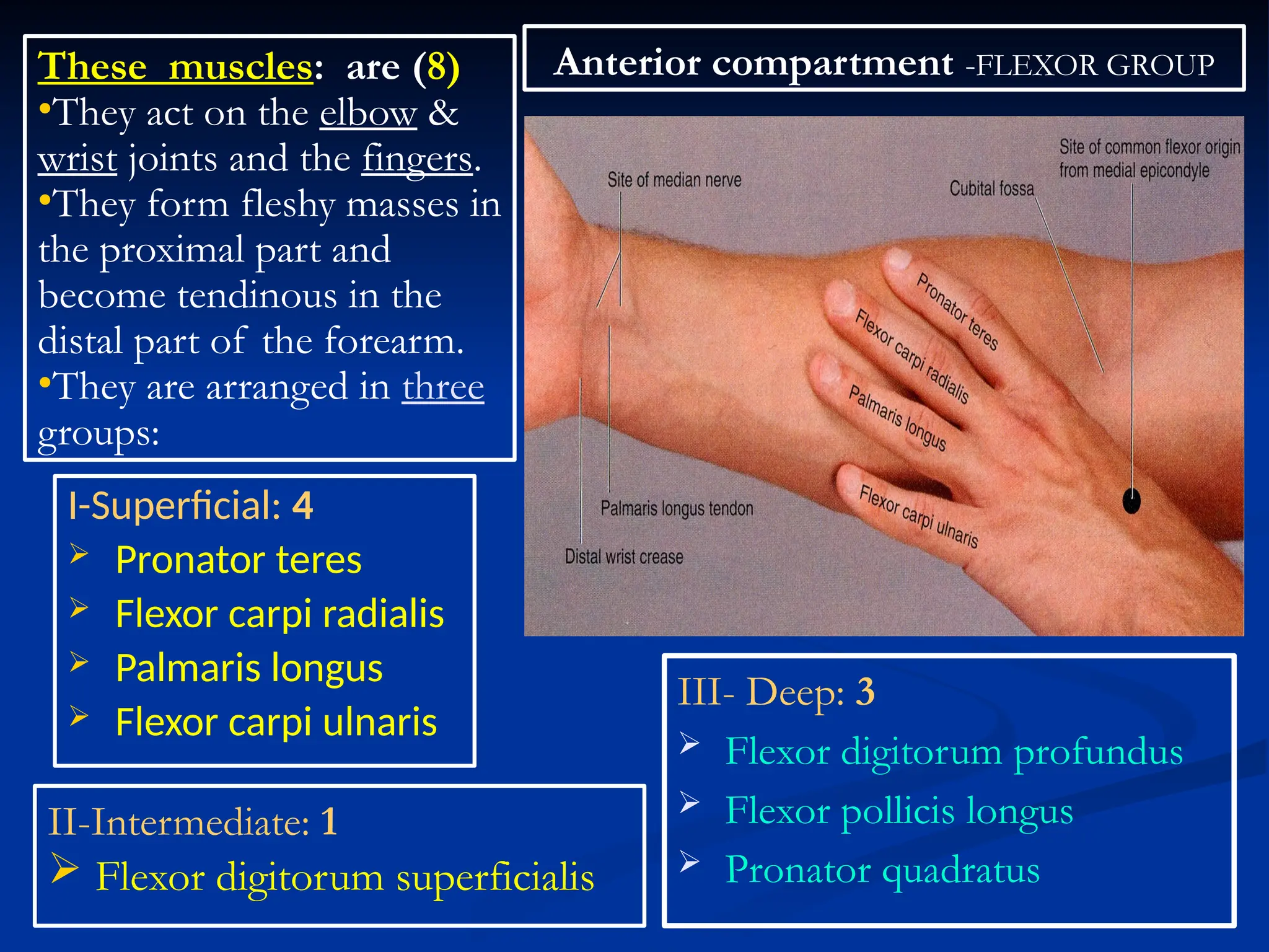 Anatomy of the forearm (Muscles, nerves, Veins and arteries) | PPTX