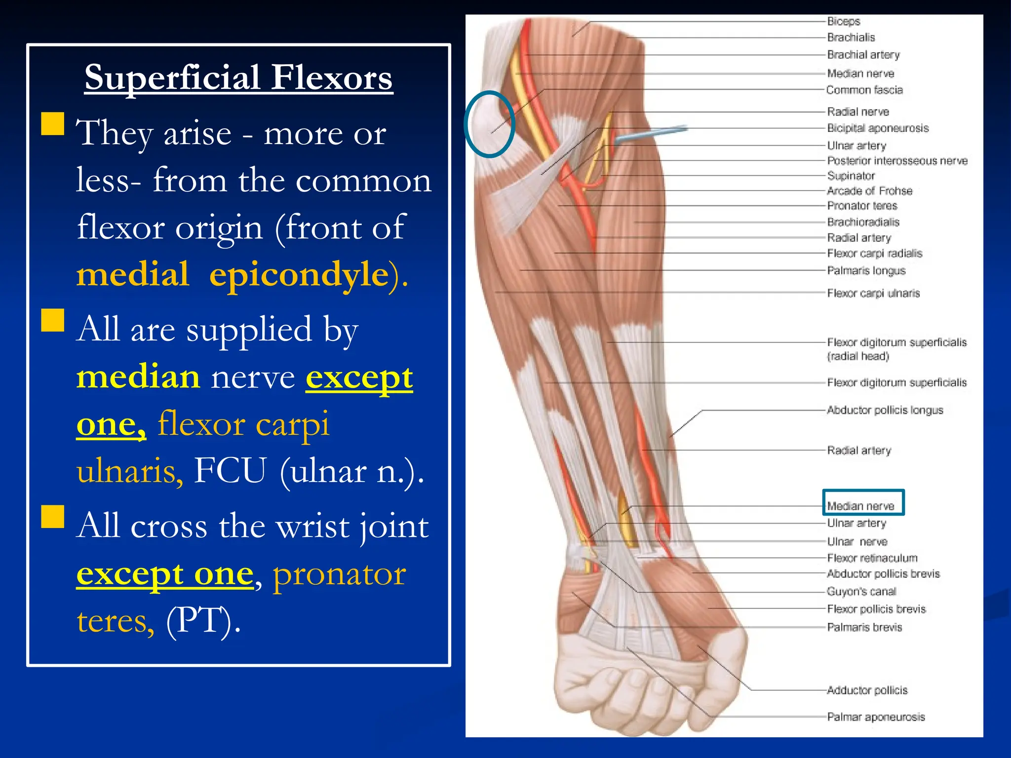Anatomy of the forearm (Muscles, nerves, Veins and arteries) | PPTX
