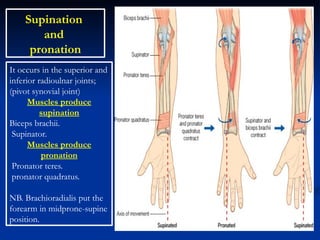 Anatomy of the forearm (Muscles, nerves, Veins and arteries) | PPTX