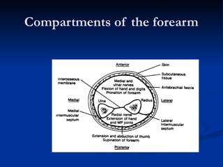 Anatomy of the forearm (Muscles, nerves, Veins and arteries) | PPTX