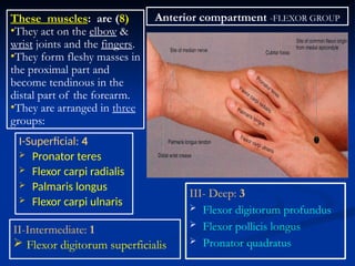 Anatomy of the forearm (Muscles, nerves, Veins and arteries) | PPTX