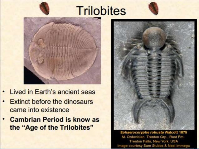 05 geologic timeline (1) | PPTX