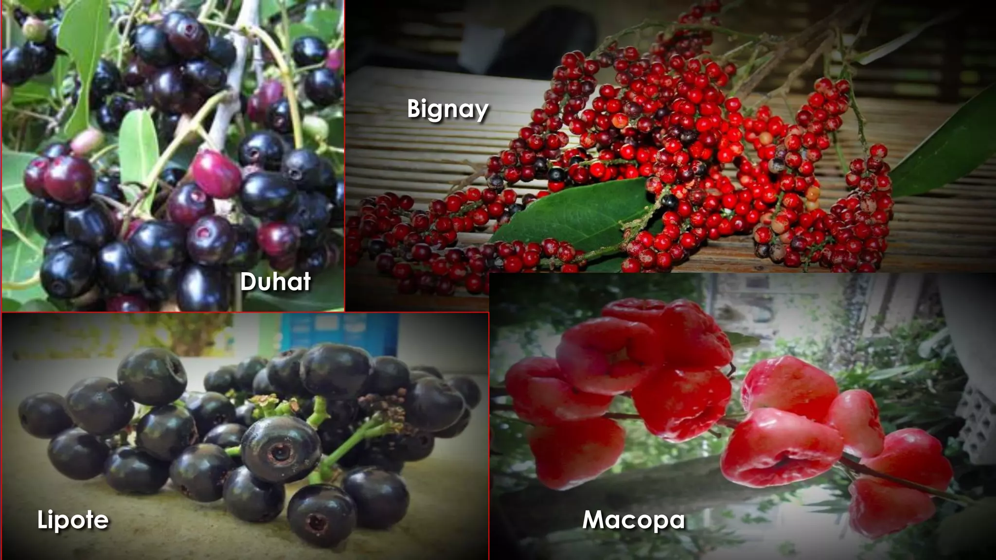 Guyabano (Annona Muricata linn.) Product Development | PDF | Endocrine ...