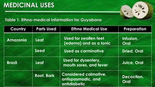 Guyabano (Annona Muricata linn.) Product Development | PDF