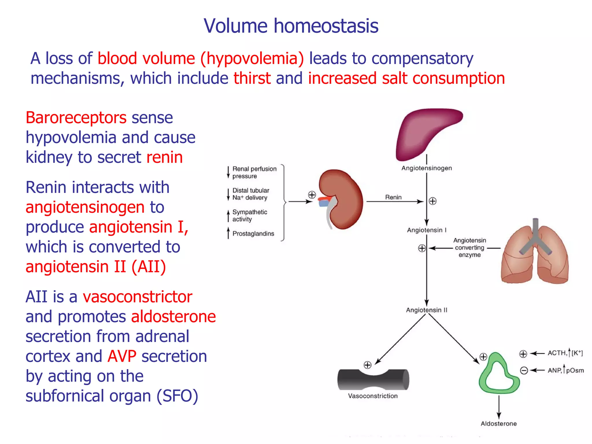 HOMEOSTASIS | PPT