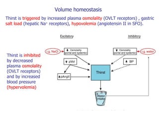 HOMEOSTASIS | PPT