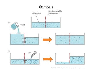 HOMEOSTASIS | PPT