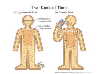 HOMEOSTASIS | PPT