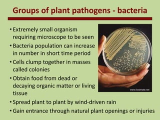 05 Introduction to Plant Pathology.pptx | Infectious Diseases ...