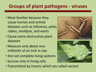 05 Introduction to Plant Pathology.pptx | Infectious Diseases ...