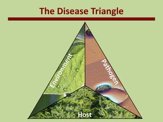05 Introduction to Plant Pathology.pptx | Infectious Diseases ...