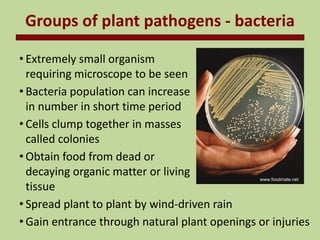 05 Introduction to Plant Pathology_0.pdf