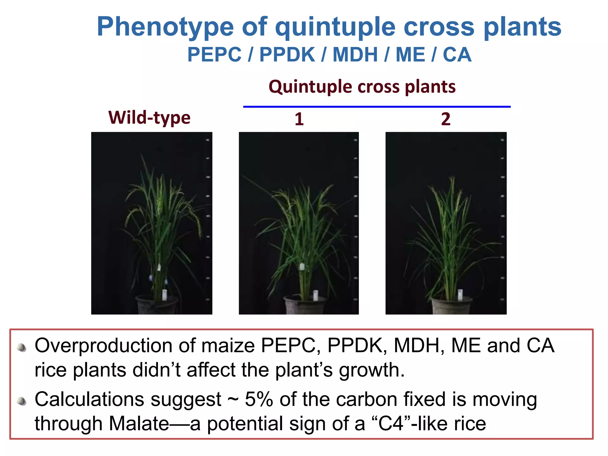Role of Biotechnology in Improving Productivity for Rice Producers in ...