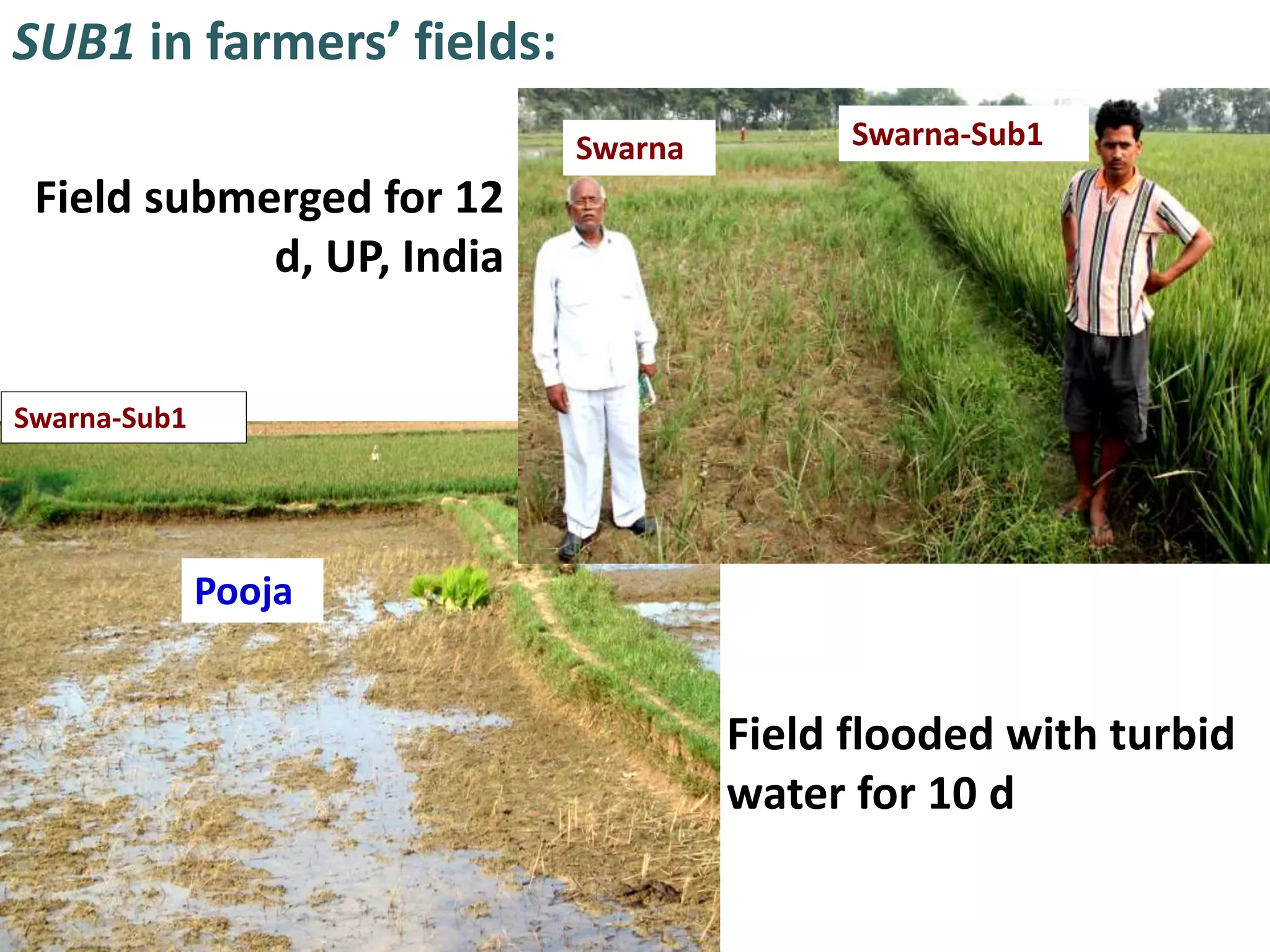 Role of Biotechnology in Improving Productivity for Rice Producers in ...