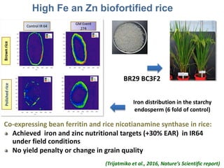 Role of Biotechnology in Improving Productivity for Rice Producers in ...