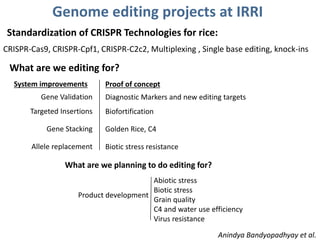 Role of Biotechnology in Improving Productivity for Rice Producers in ...